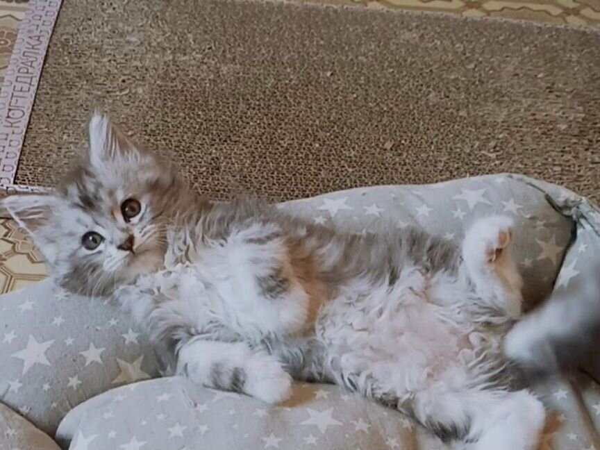 Мальчик - красавчик Мейн-кун