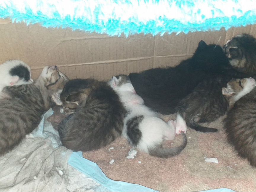 Кошка и котята в добрые руки