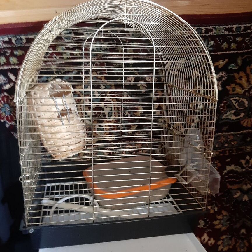 Волнистый попугай