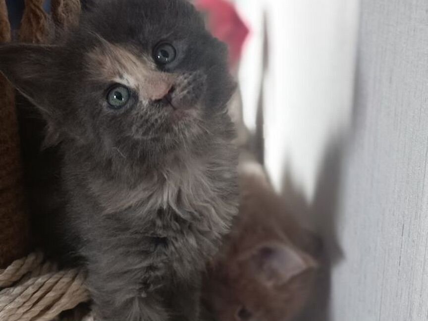 Котята мейн-кун