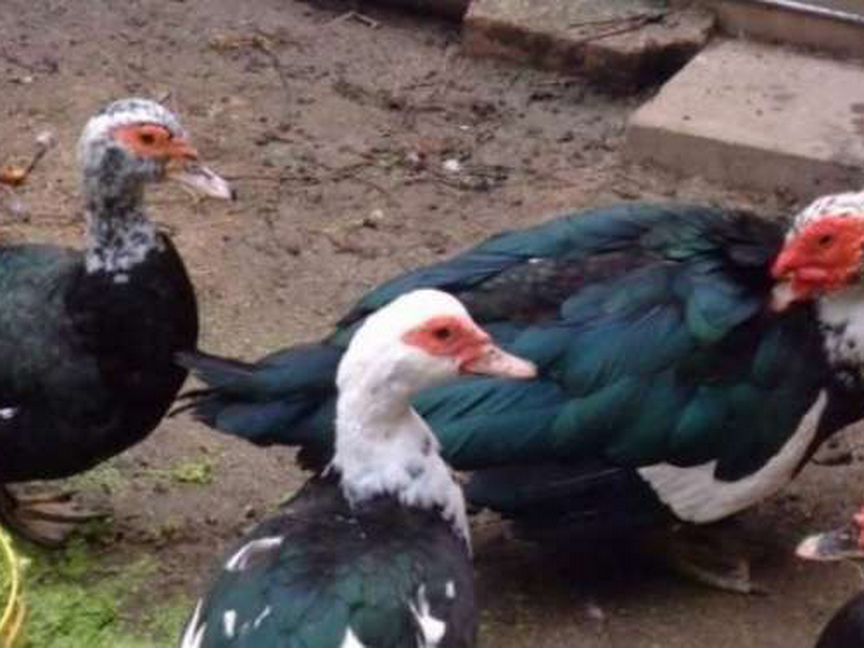 Утки, гуси, индюки, перепелки.индоутки