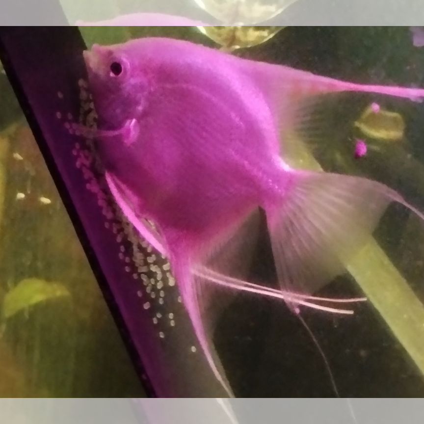 Скалярия платина нерестовая пара