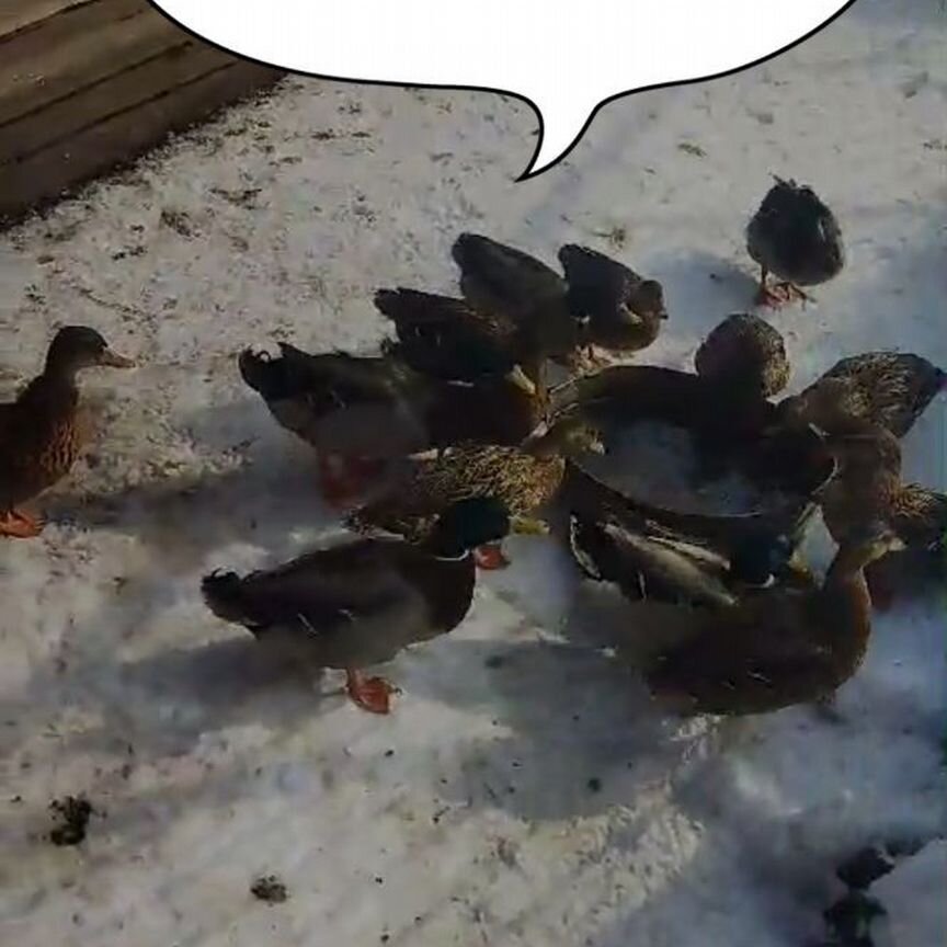 Утки дикие подсадные