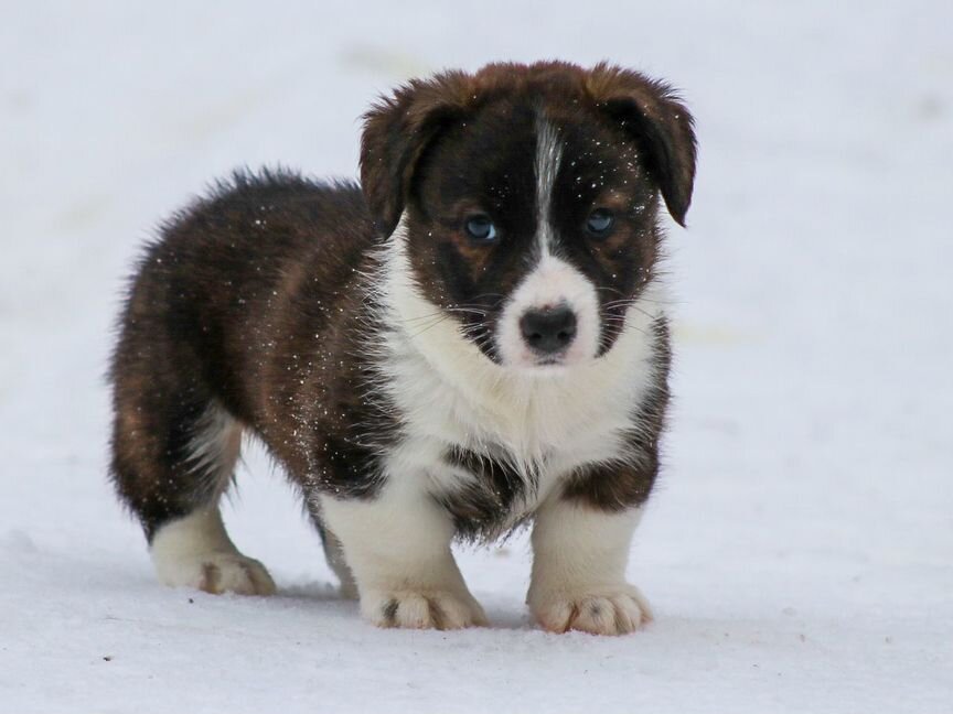 Тигровый Вельш Корги Кардиган