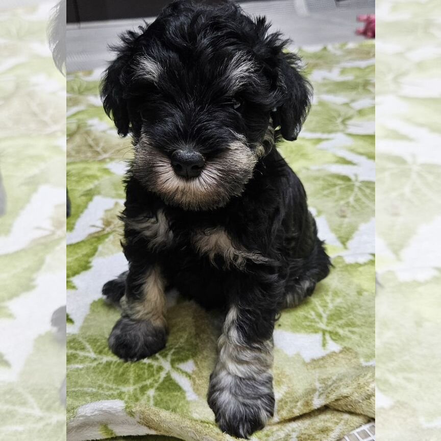 Цвергшнауцер, щенок