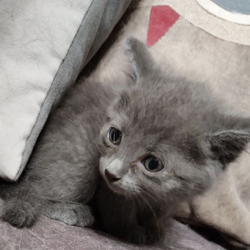 Котенок девочка