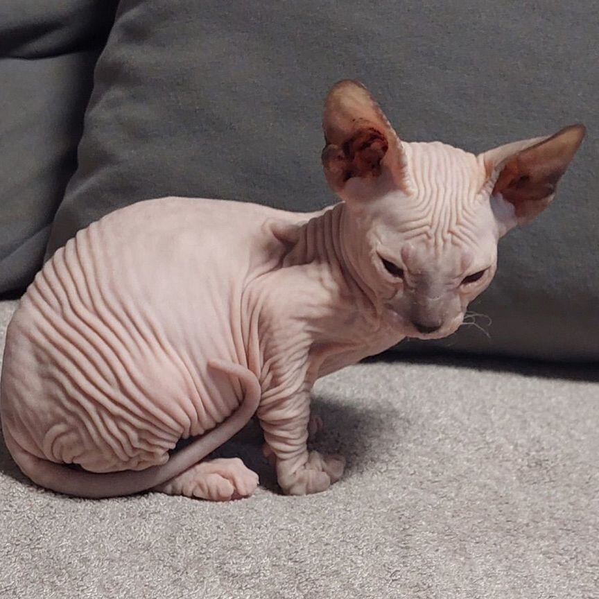 Канадский сфинкс котёнок