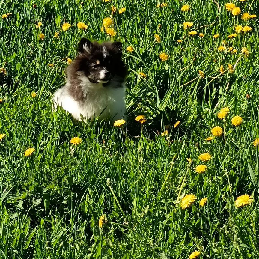 Померанский шпиц