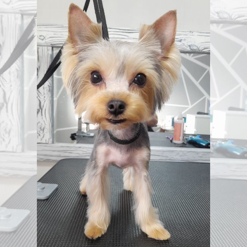 Йоркширский терьер, взрослая собака