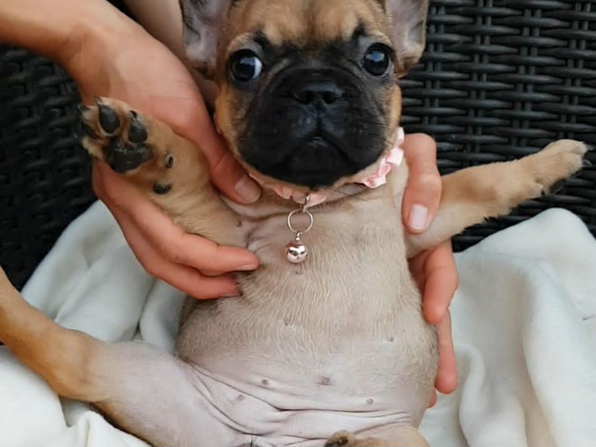 Французик девочка