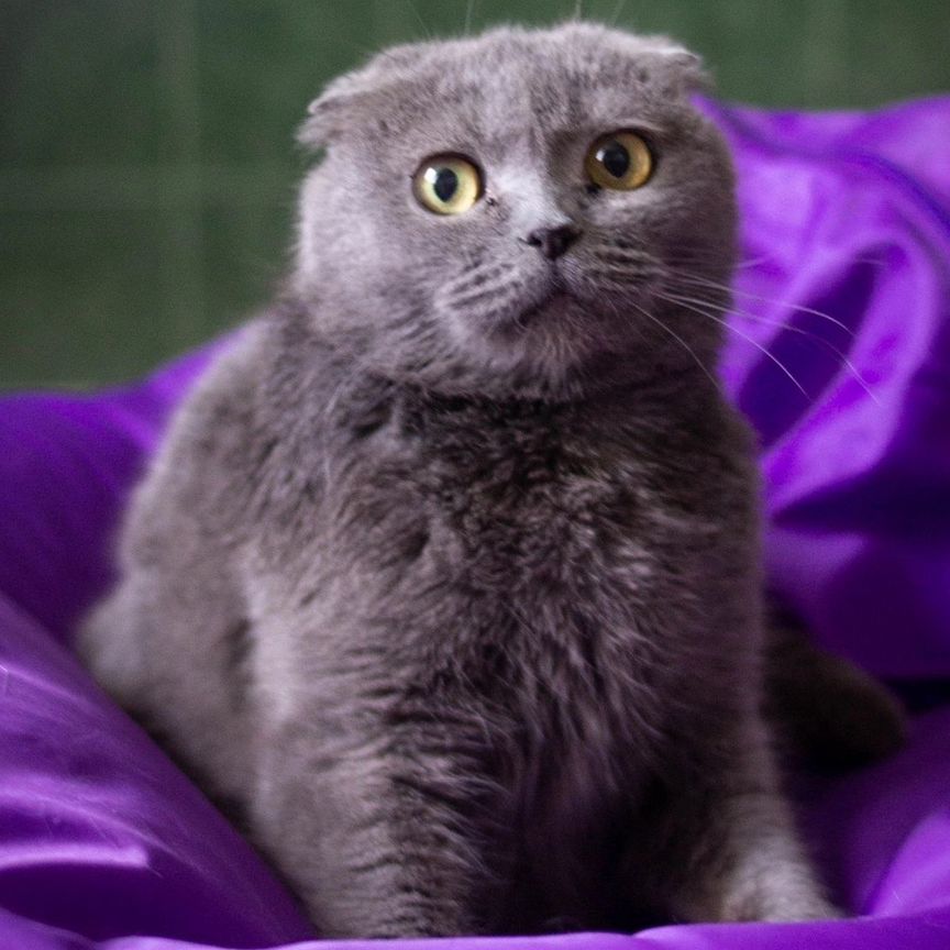 Вислоухая кошечка ищет дом