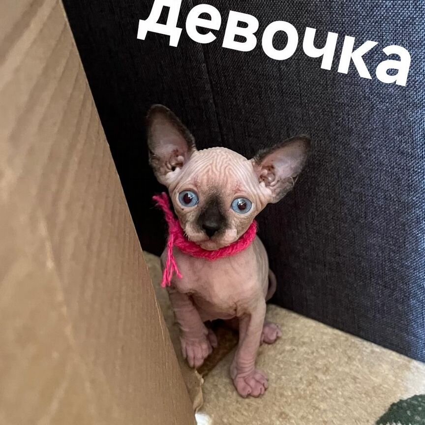 Котята сфинкс