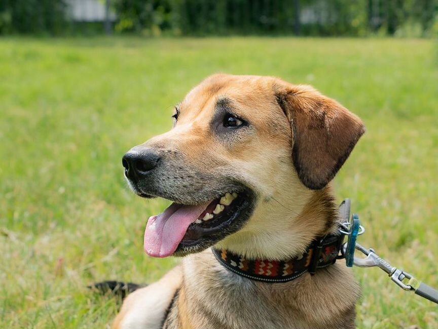 Джина, собака в добрые руки