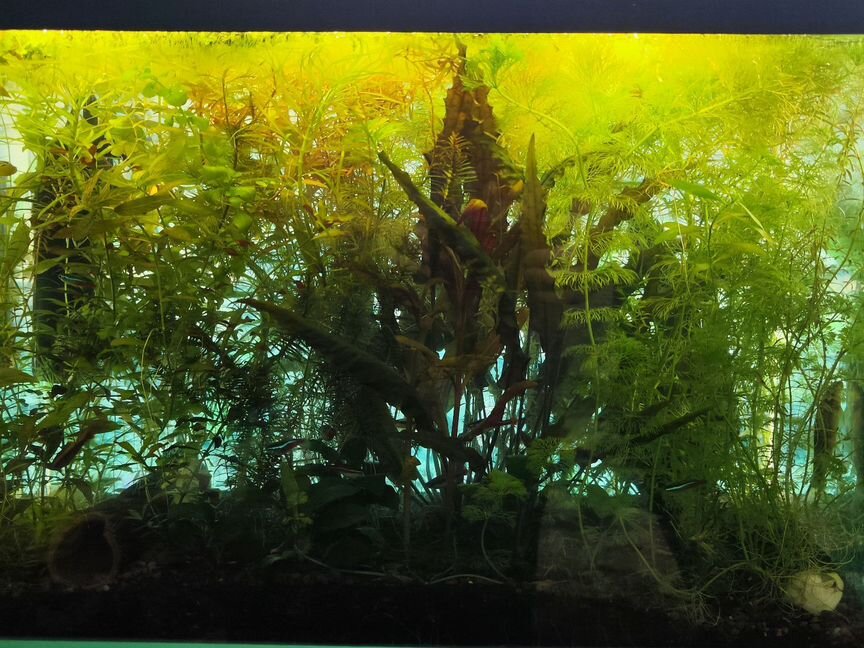 Аквариумные растения