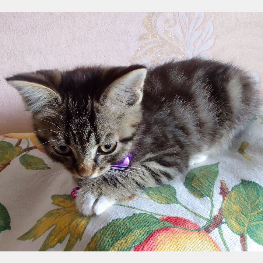 Котёнок (мальчик)