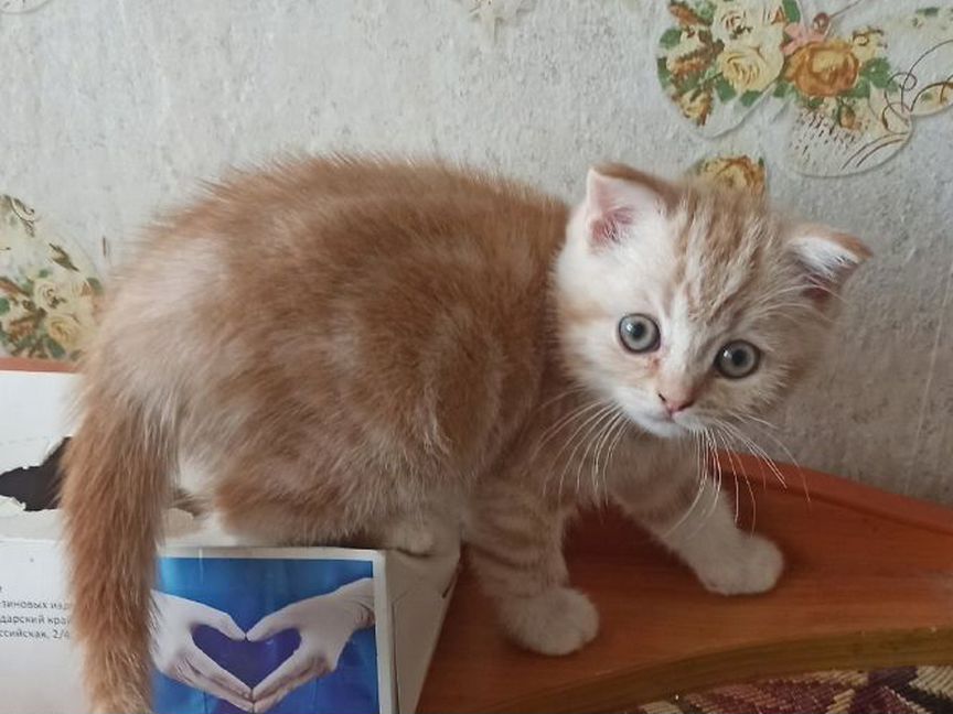 Шотландские прямоухие котята