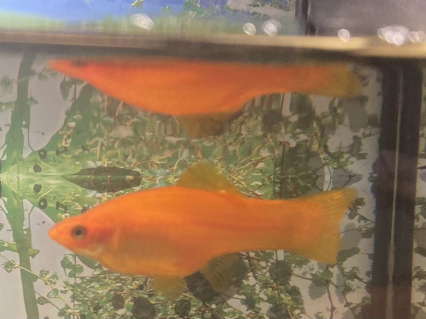 Живая рыба аквариумная