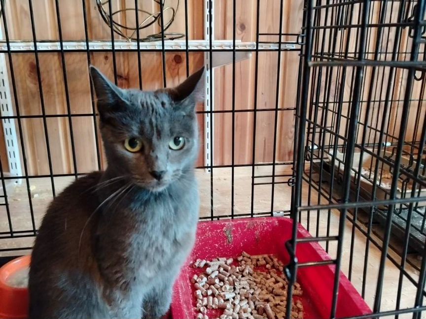 Молодая кошечка