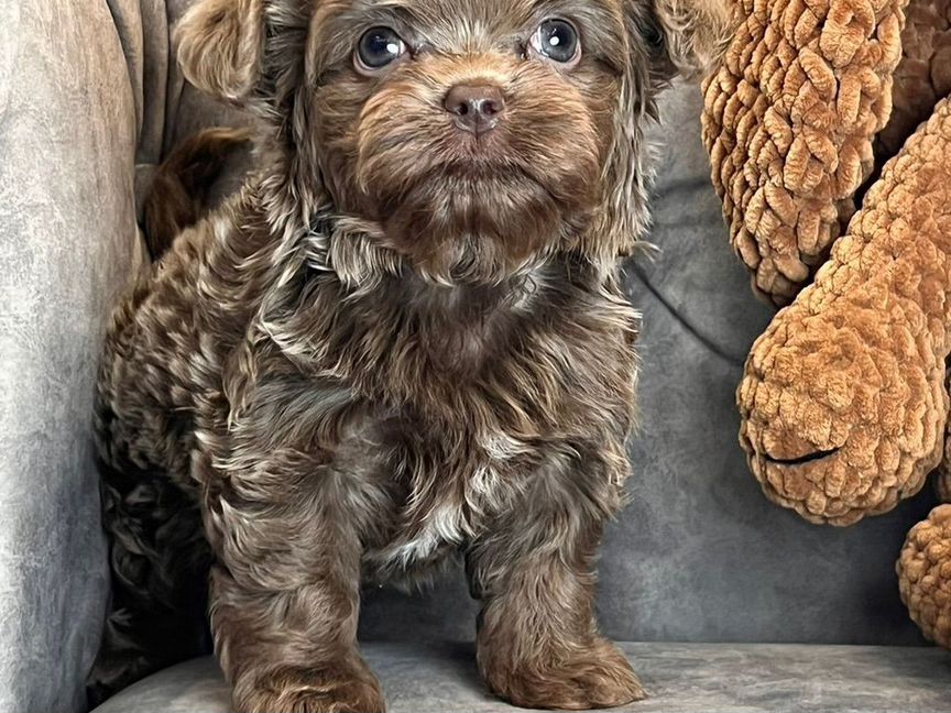 Лиловая девочка tecup teddy maltipoo