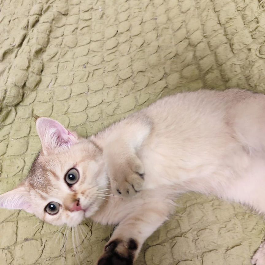 Кошки породистые котята