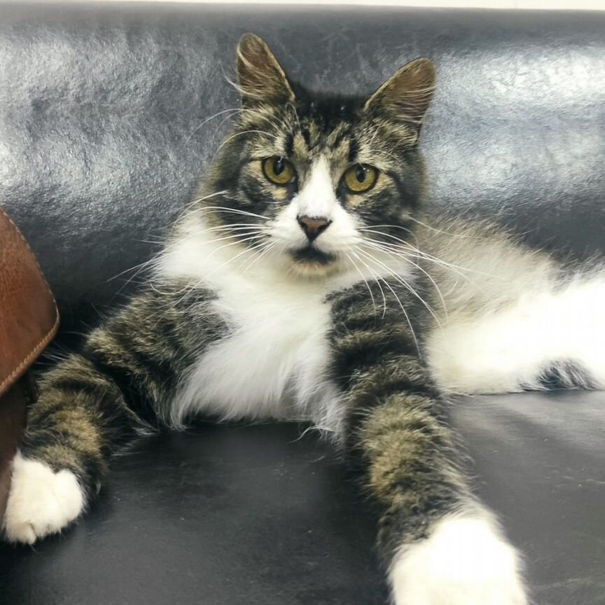 Кошка Лапка