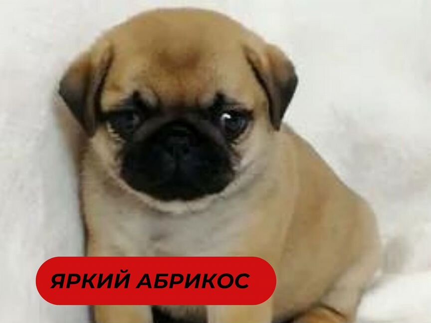 Мопс