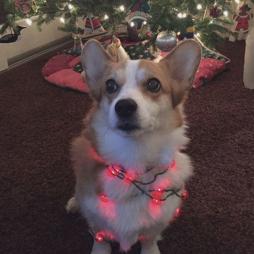 Корги девочка 1 годик