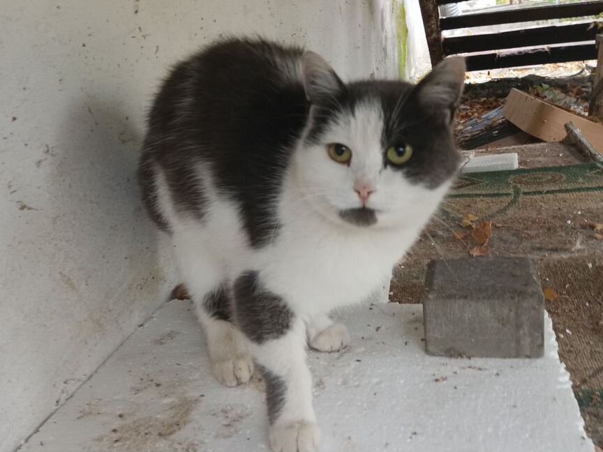 Бездомная кошка мечтает жить дома