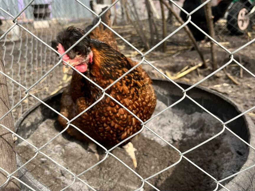 Курица домашняя