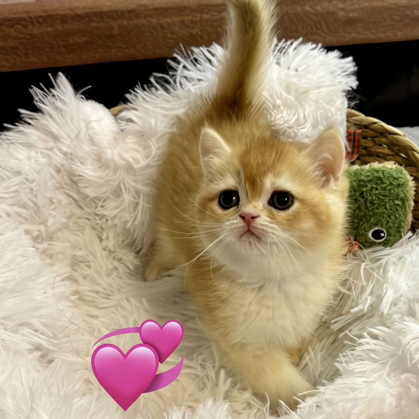 Британский короткошёрстный котёнок