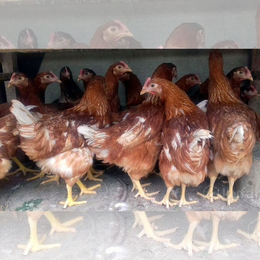 Несушка доставка