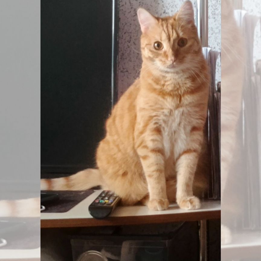 Сибирский кот, взрослый