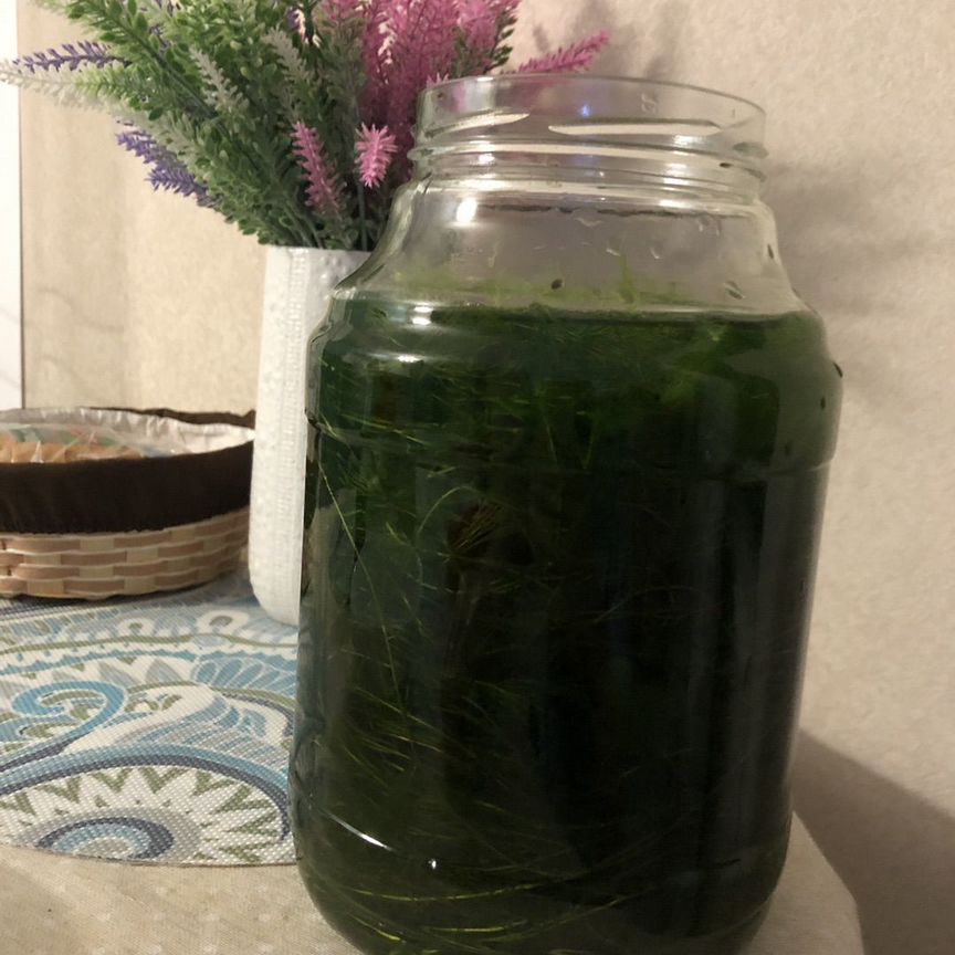 Растения банка 3л