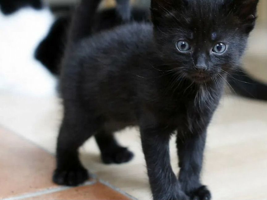 Котик Томассо, 2 мес, лоток знает