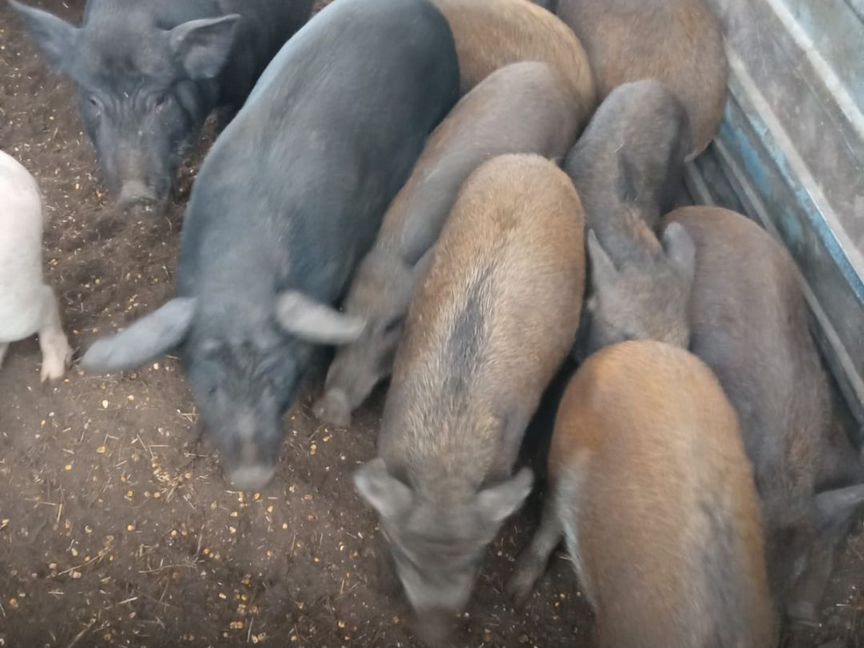 Поросята подрощенные свиньи кабаны