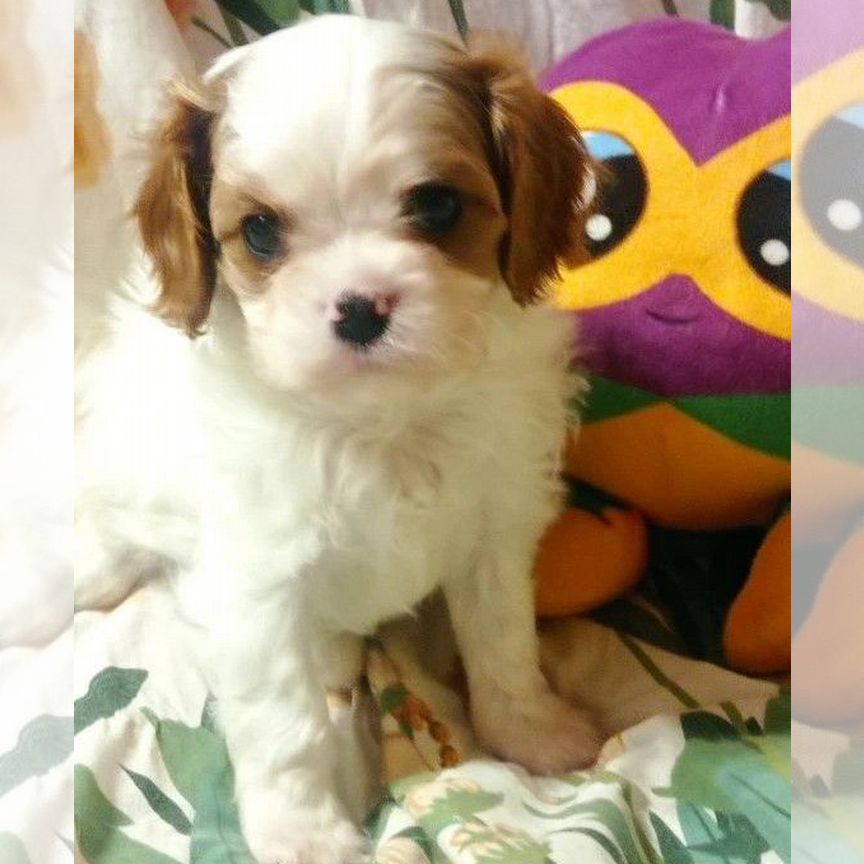 Кавалер кинг-чарльз-спаниель, щенок