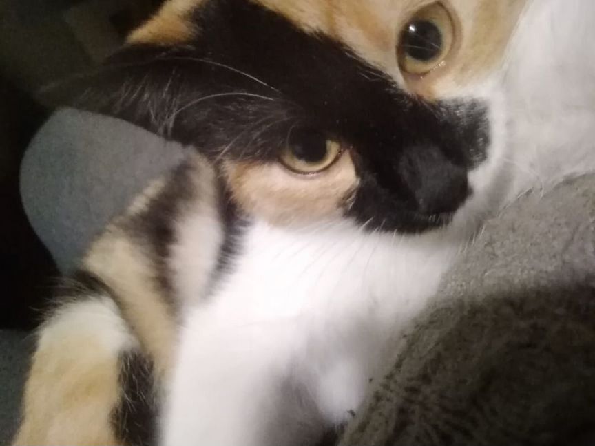 Котенок девочка