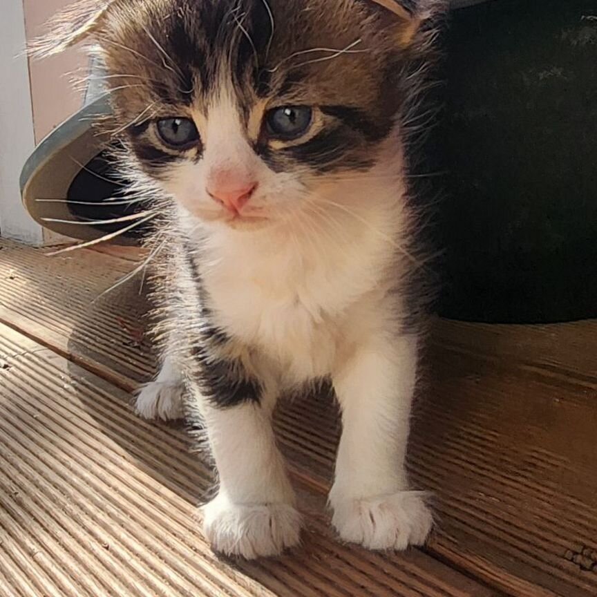 Вислоухие котята в добрые руки