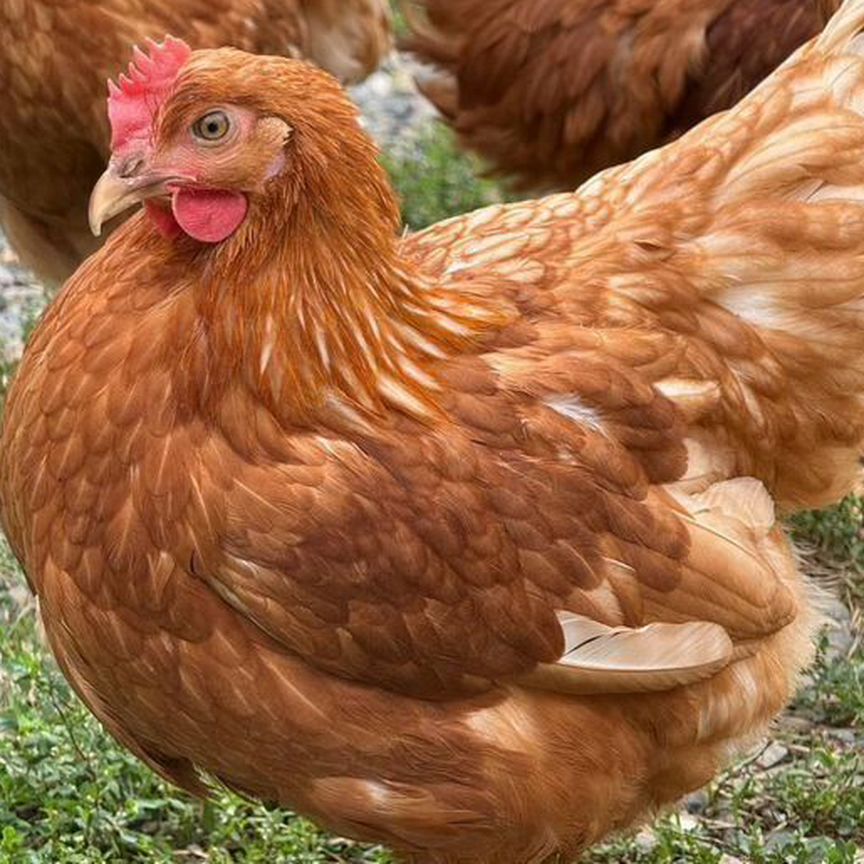 Куры несушки