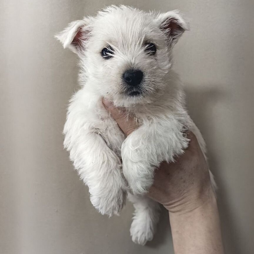 Вест-хайленд-уайт-терьер, щенок