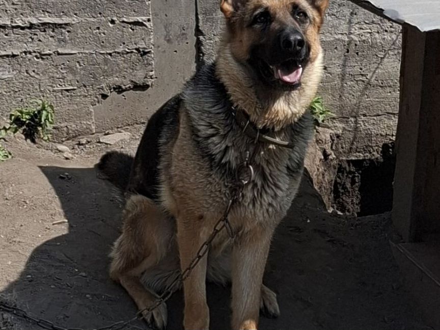 Немецкая овчарка