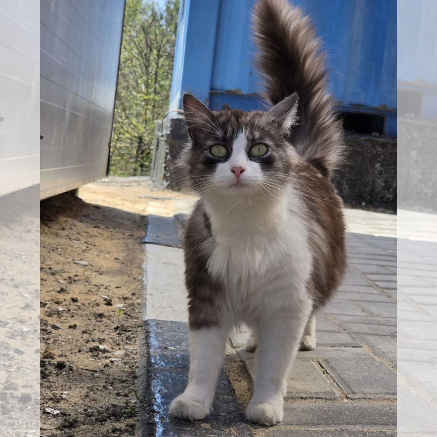 Взрослая, кошка в добрые руки