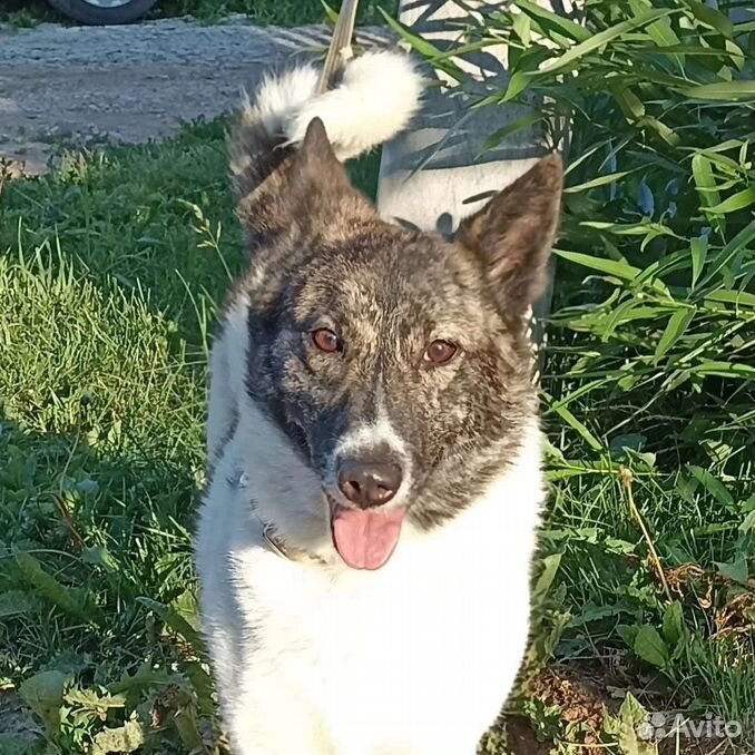 Прекрасная дама в добрые руки