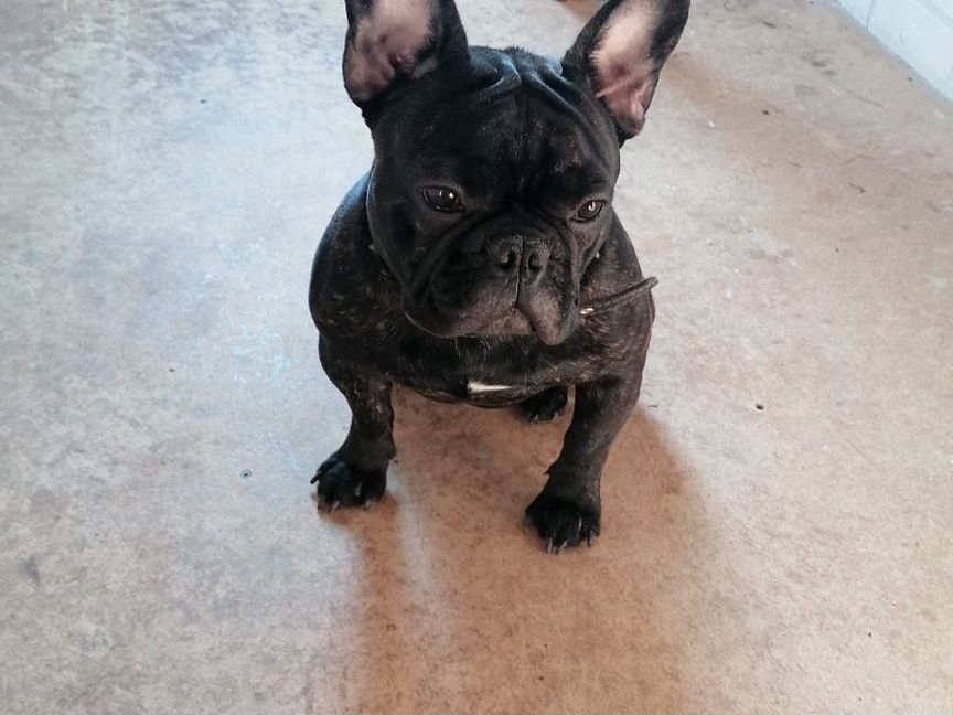 Вязка французского бульдога