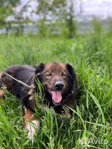 Славный парень небольшого размера ищет дом