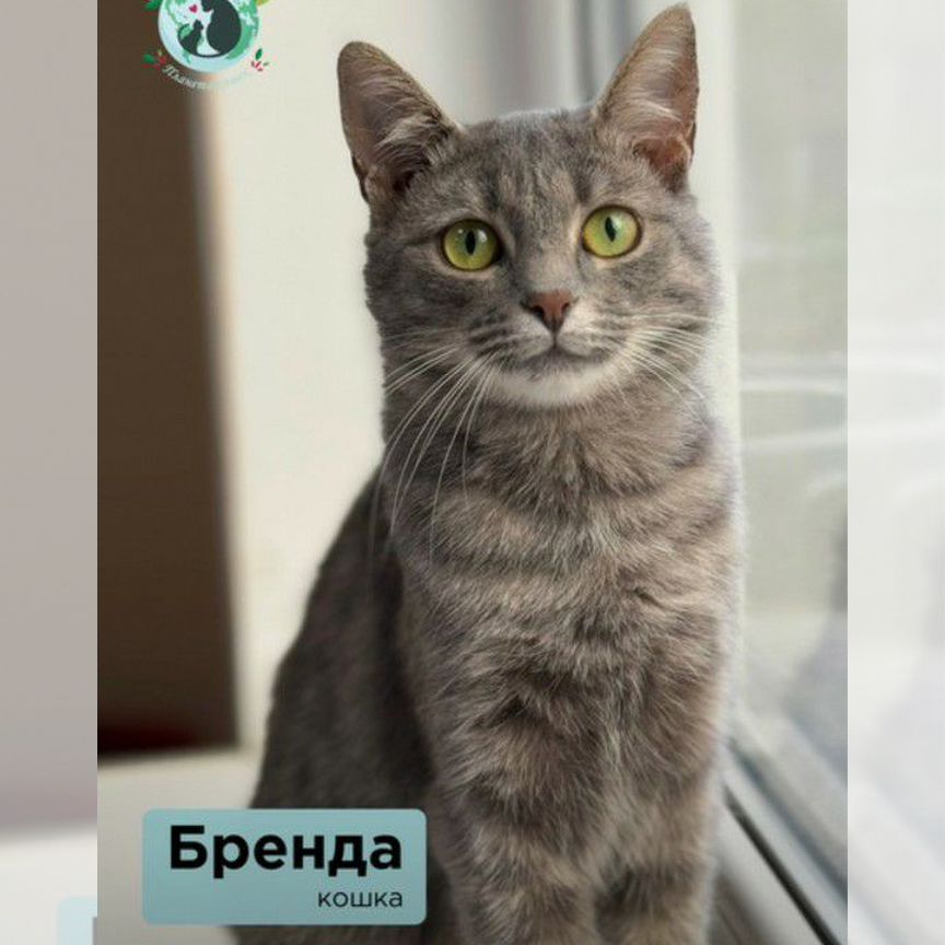 Кошка улыбака