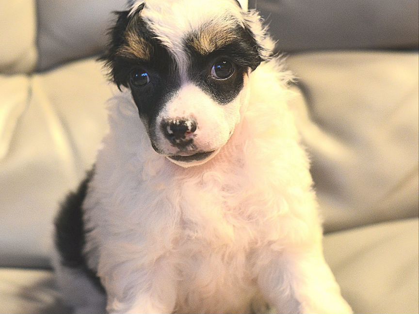 Пуховый мальчик трехцветный