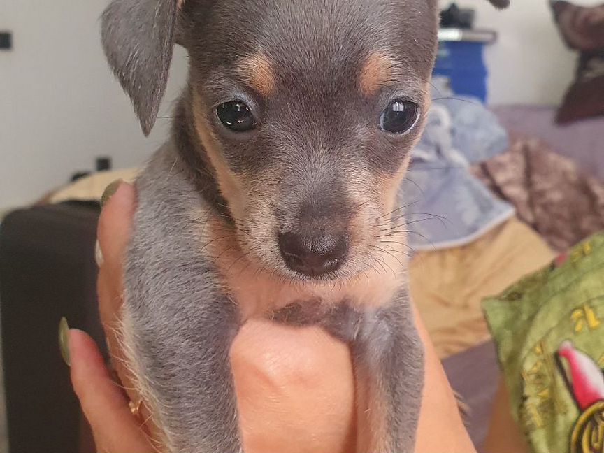 Щенки тойтерьера