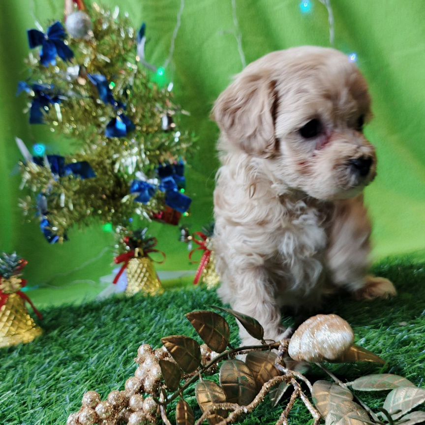 Мальчики мальтипу1