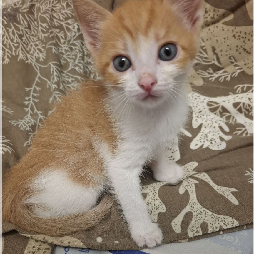 Отдадим котёнка в добрые руки